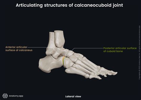 Calcaneocuboid Joint Anatomy App