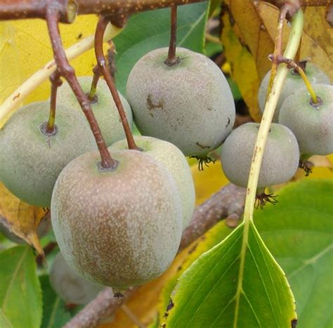 Kiwi Actinidia Arguta ‘kens Red Kens Red Hardy Kiwi Whitman Farms