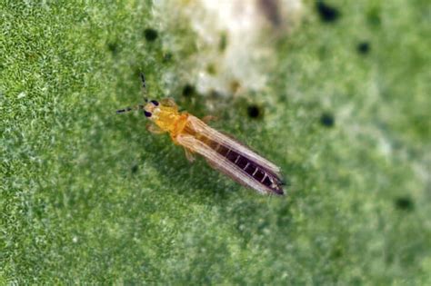 Pine Tree Problems—10 Common Pests And Diseases