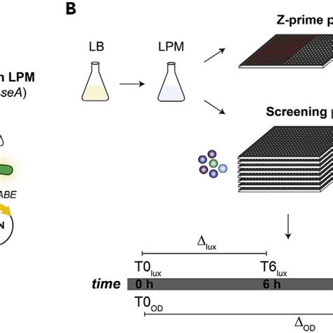 Overview Of The High Throughput Screening Approach A Schematic Of Download Scientific Diagram
