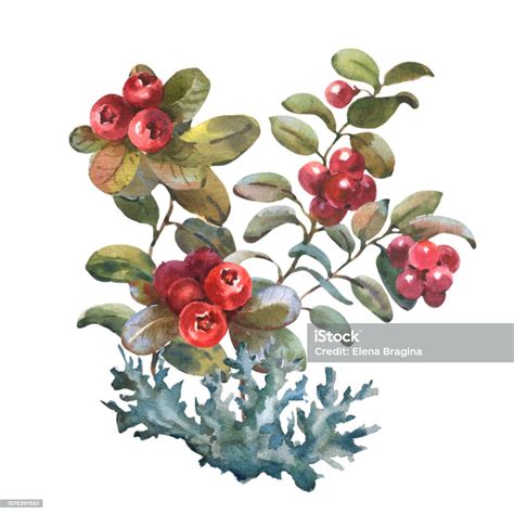 크랜베리의 수채화 그림은 흰색 배경에 분리되어 있다 녹색 잎을 가진 빨간 Lingonberry입니다 식물 손으로 그린 숲 식물의 그림 베어베리에 대한 스톡 벡터 아트 및
