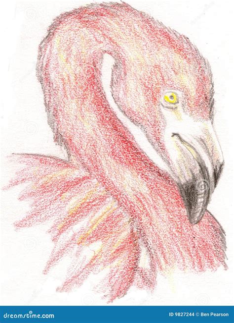 Pink Flamingo Stock Illustration Illustration Of Drawing 9827244