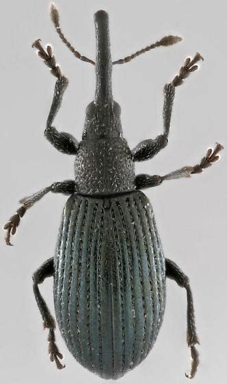 Stenopterapion Meliloti Bugguide