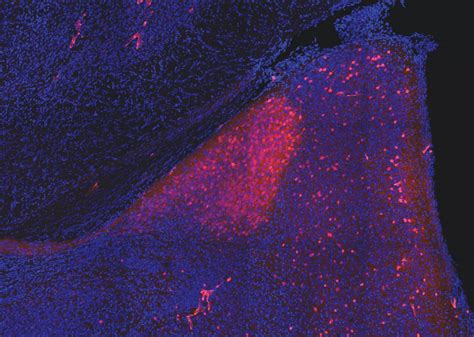 Sex Pheromone Alters Brain Circuitry To Drive Both Innate And Learned Sexual Behaviors