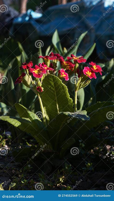 Small Red Flowers Stock Image Image Of Fresh Little 274552569