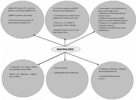The In Vitro And In Vivo Immunomodulatory Effects Of Macrolides Ap