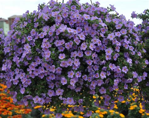 Bacopa Blutopia Seed White Snowtopia Or Pinktopia Hanging Basket Spreading Plants Suters Cordata