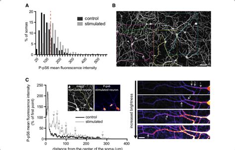 Ps6 Phosphorylation In Dendrites A Variability Of Neuronal Responses