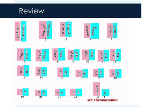 Mendelian Genetics Slides Pptx
