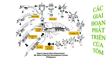 Các Giai đoạn Phát Triển Của Tôm Thẻ Chân Trắng