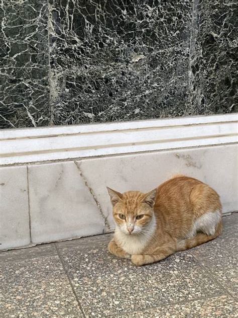 이집트 요르단 고양이 모음집 유머 이슈 뉴이슈