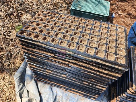 메리골드 씨앗 파종방법과 모종재배 한방에 정리 네이버 블로그 메리골드 씨앗 파종방법과 모종재배 한방에 정리 네이버 블로그