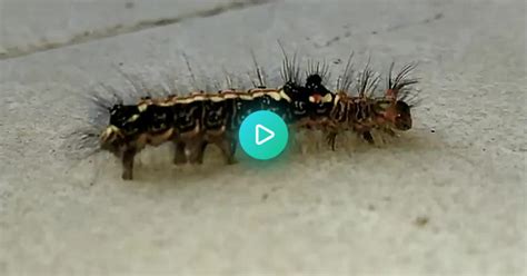 Beautiful Caterpillar Normal Speed Album On Imgur