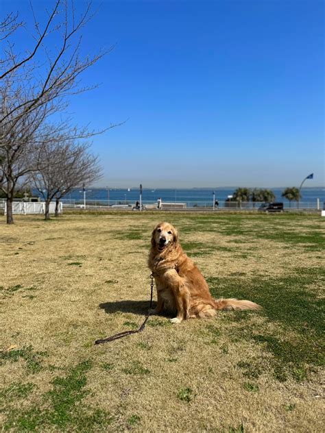 犬連れ三浦半島ドライブ。美味しいもを食べてのんびりコース 鎌倉・逗子 Seasonal Updates