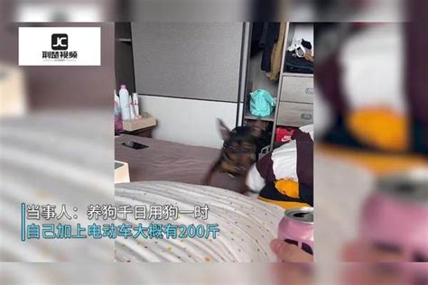 主人电车没电，狗狗拉着电动车马路狂奔，狗子：百公里消耗半条命电车马路狗狗