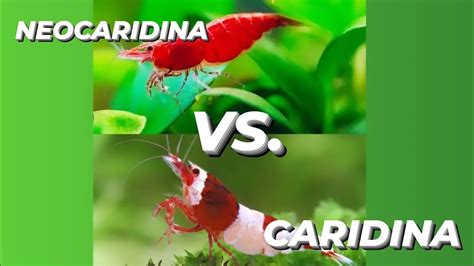 Neocaridina Vs Caridina Shrimp Whats The Difference Youtube