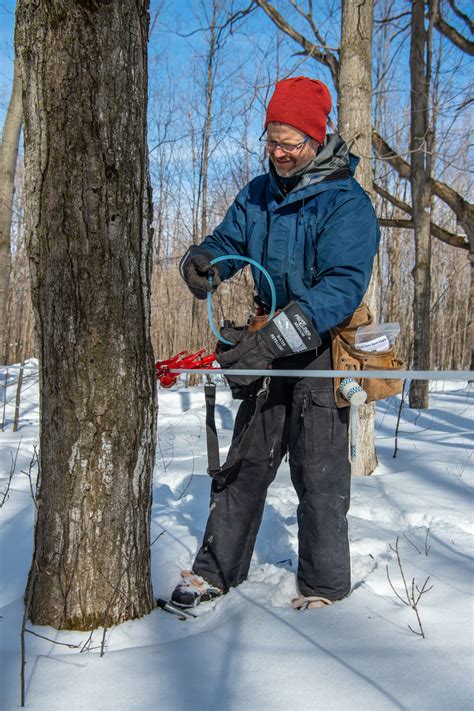 warming temperatures are threatening ontario s maple syrup production