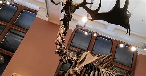 Irish Elk The Absolute Unit Album On Imgur