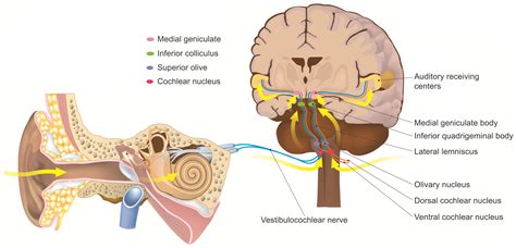 The Auditory Pathway Structures Of The Ear Auditory Transduction