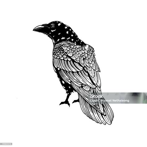 Gagak Hitam Dan Putih Grafis Terisolasi Di Latar Belakang Putih Burung