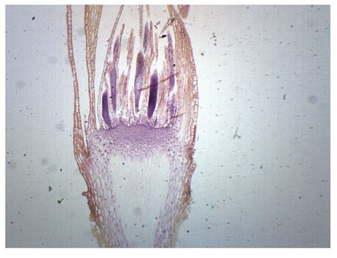 Moss Archegonia Longitudinal Section Prepared Microscope Slide 75x25mm Klm Bio Scientific