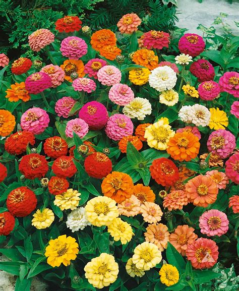 Zinnia Thumbelina Zinnia Elegans Applewood Seed Company