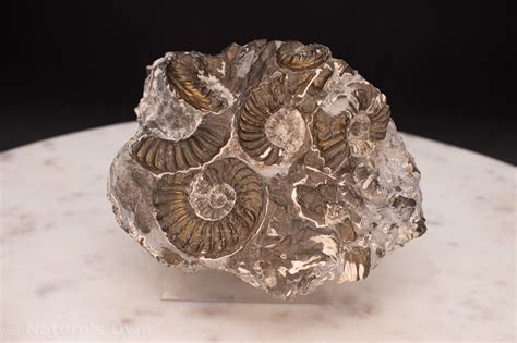 Fossilized Ammonite Cluster — Nature S Own Breckenridge Rock And Fossil Shop