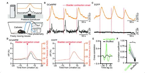 Population Ca 2 Transients Of Vlpag Neurons Projecting To The Pmc