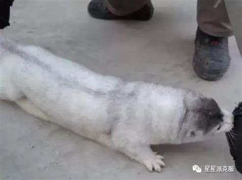 如何快速区分派克服的内胆 水貂毛篇 知乎