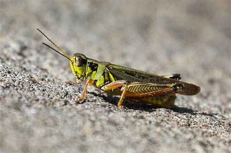 Grasshopper In Nj Melanoplus Femurrubrum Bugguidenet