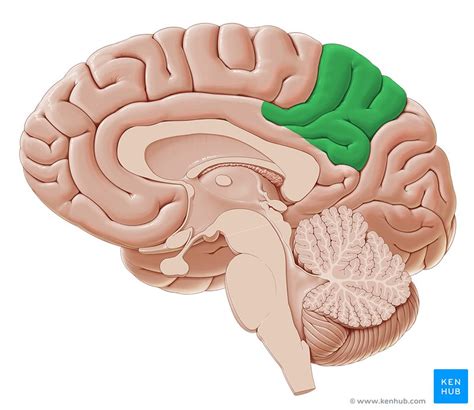 Precuneus Anatomy Borders And Function Kenhub
