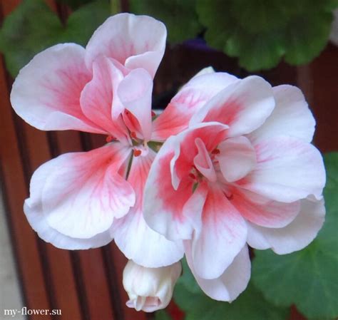 Пеларгония PAC Salmon Quine