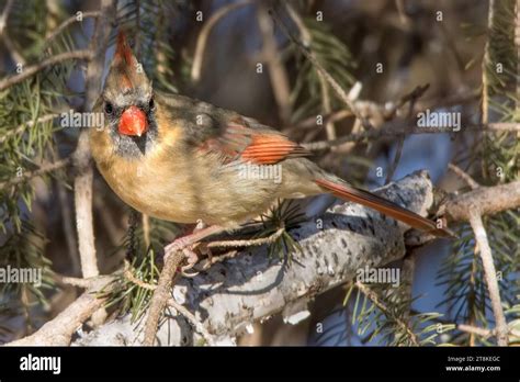 Close Up Female Northern Cardinal Perched In White Spruce Boughs In The