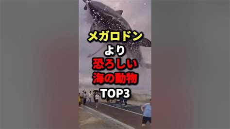 メガロドンより恐ろしい海の動物top3 都市伝説 ホラー 雑学 Youtube