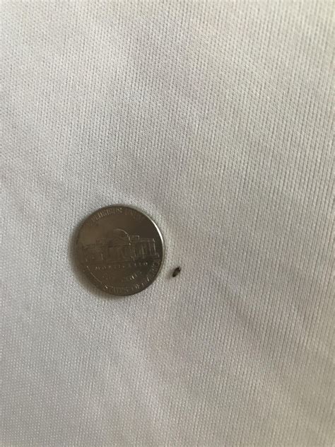 Need Help Identifying This Tiny Bug Southern Indiana Usa Yesterday I