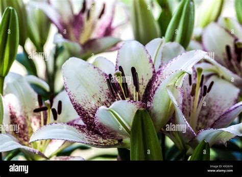 Lily Lilies Lilium "Sweet Zanica" Longiflorum Asiatic Lily Stock Photo ...