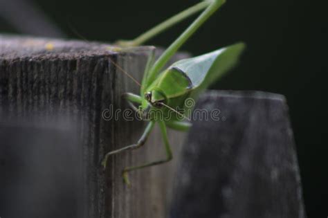 Leaf Mimic Katydid Long Legged Grasshopper Green Stock Image Image Of Green Long 375034181