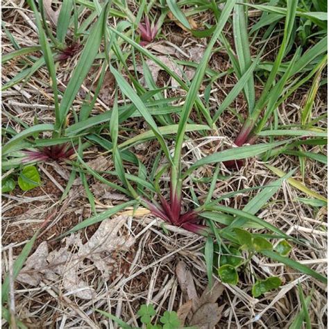 Rhizomes On A First Year Knotroot Foxtail Setaria Parviflora Poir