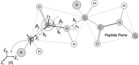 A Polypeptide Chain With Alanine Side Chains Download Scientific Diagram