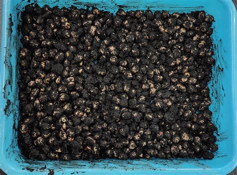 Tnau Agritech Portal Crop Protection Pest Sesamum