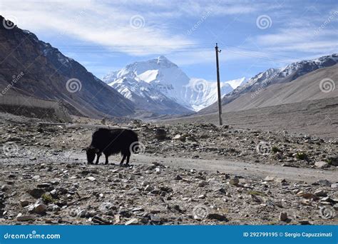A Black Yak With Mount Everest S Peak On The Background In Everest Base