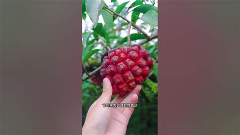 你吃过 恶魔果实”吗，它就是黑老虎果 Youtube