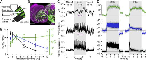 Simultaneous Neuronal And Behavioral Recordings A Schematic Of The Download Scientific