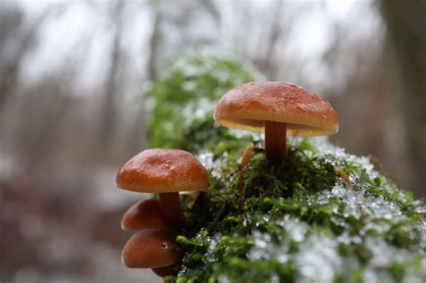 菌 菌类 蘑菇 Pixabay上的免费照片 Pixabay