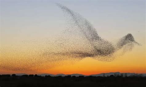 Pájaros que forman figuras en el cielo