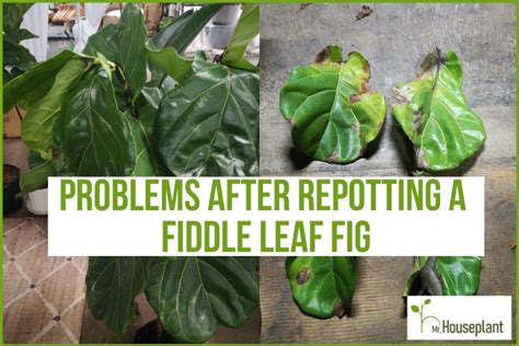 The Most Common Problems After Repotting A Fiddle Leaf Fig Mrhouseplant
