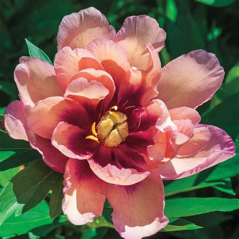 Oochigeas Itoh Peony Paeonia Hybrid Spring Hill Nurseries