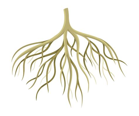 Tree Rootstalk Bush Or Shrub Root System Botany Or Dendrology Design