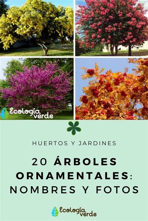 Four Different Types Of Trees With The Words 20 Arboles Ornamenales