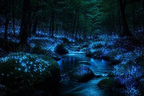Japans Shikoku And Kyushu Forests Glow In The Dark
